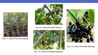 Case study on Jamun fruit/ Syzygium cumini.pptx