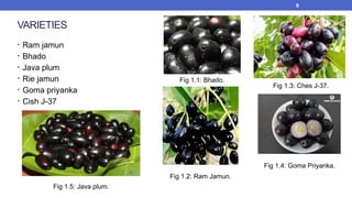 Case study on Jamun fruit/ Syzygium cumini.pptx