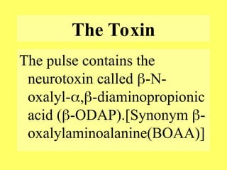 lathyrism : major nutritional disorder.ppt