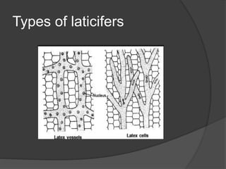 Laticifers | PPTX