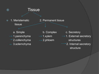 Laticifers | PPTX | Gardening | Home & Garden