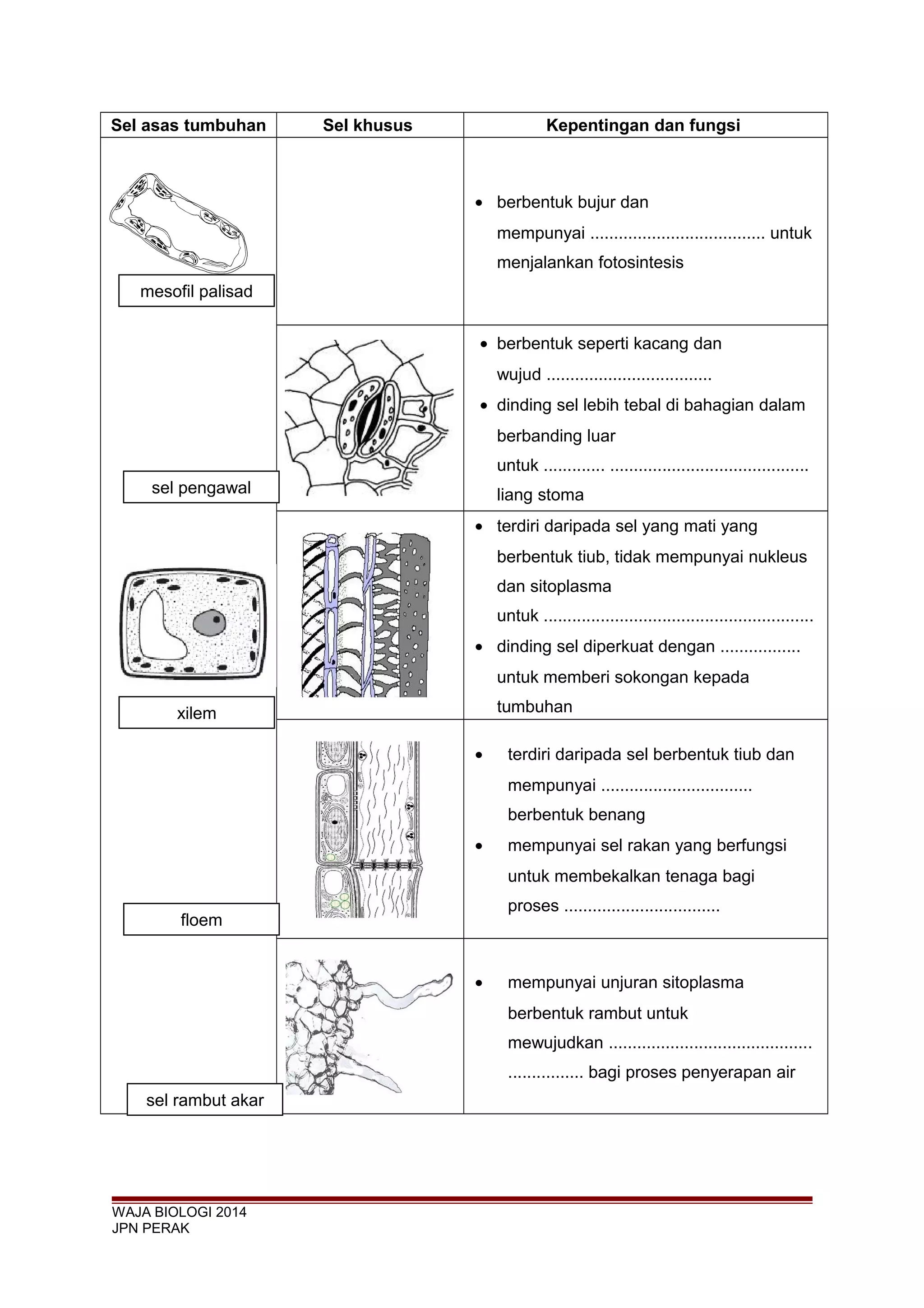 Latihan 2.4 pengkhususan sel[5 6] | DOC