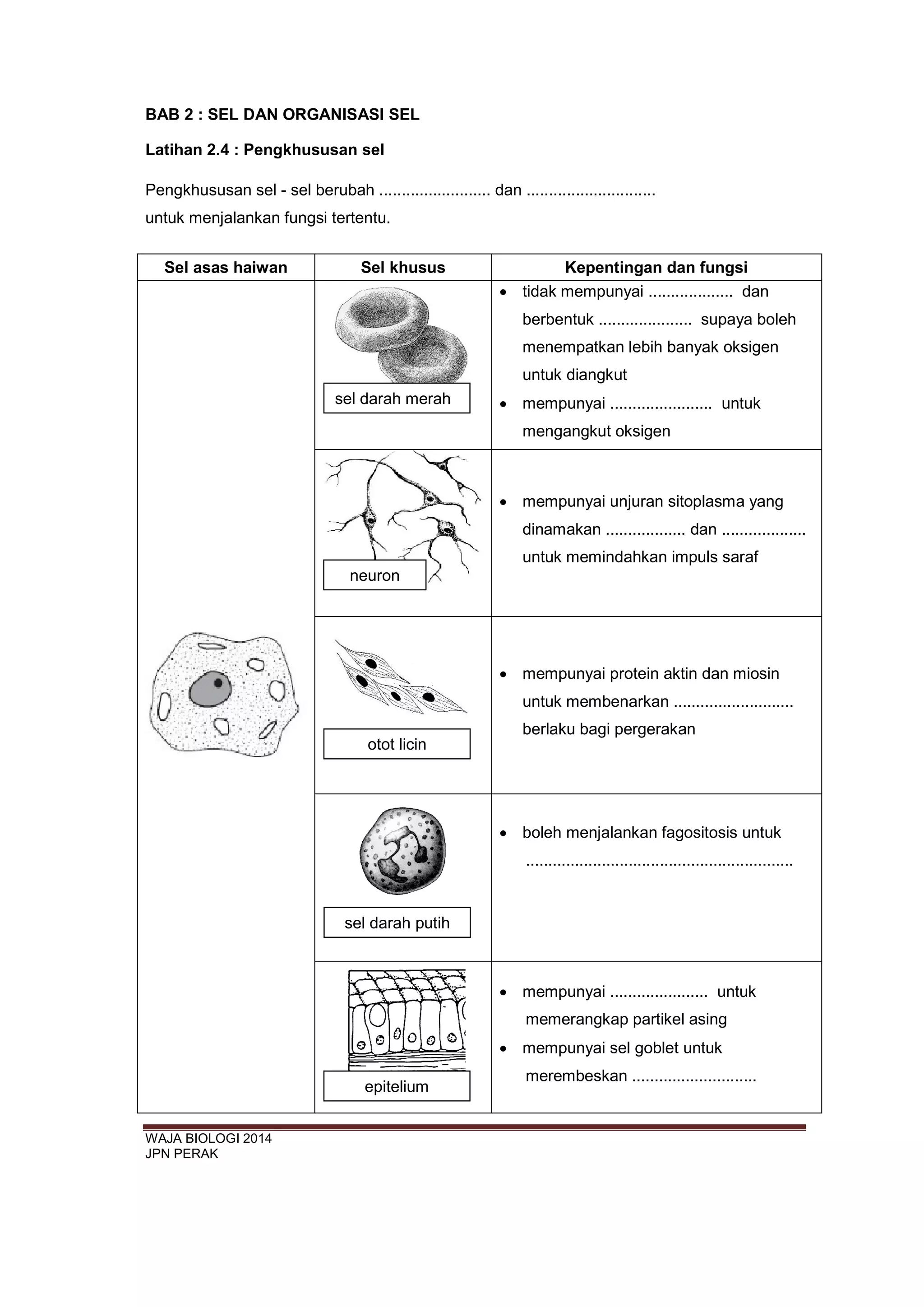 Latihan 2.4 pengkhususan sel[5 6] | PDF