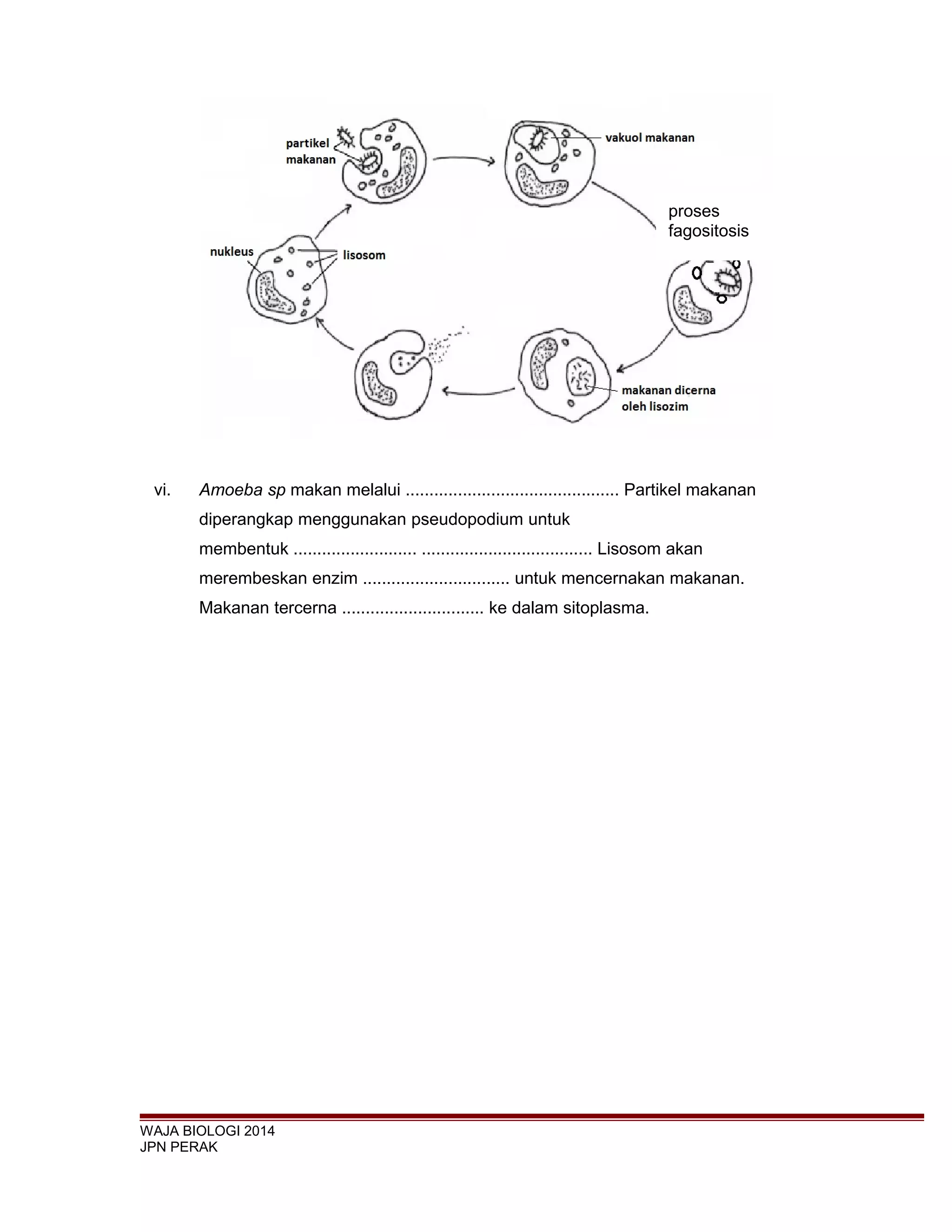 Latihan 2.5 organisma unisel amoeba[7 8] | DOC