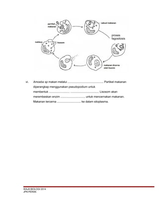 Latihan 2.5 organisma unisel amoeba[7 8] | DOC