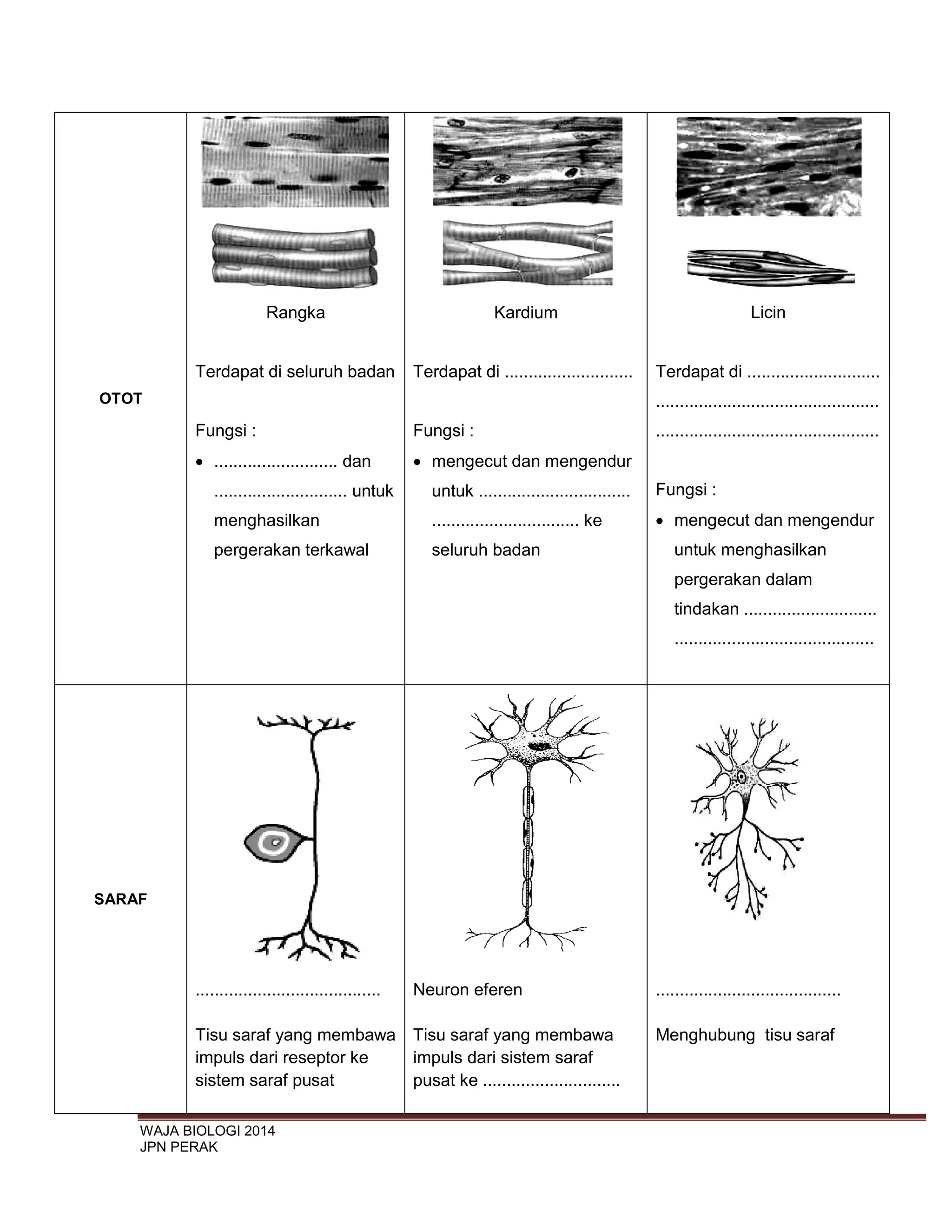 Latihan 2.6 organisasi sel dalam organisma multisel[9 13] | PDF