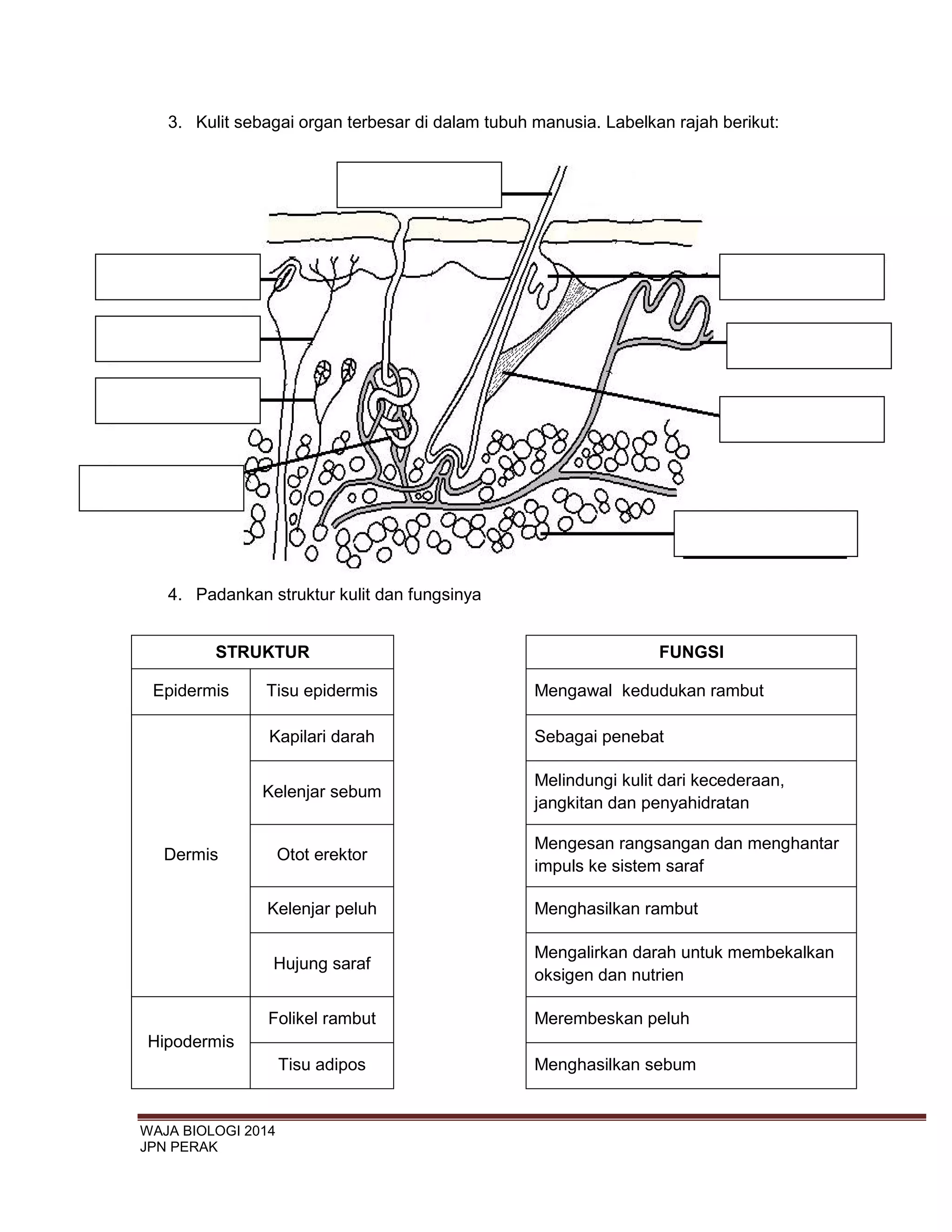 Latihan 2.6 organisasi sel dalam organisma multisel[9 13] | PDF