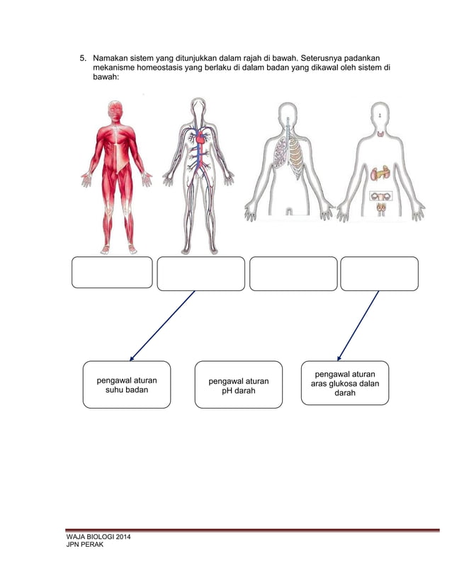 Latihan 2.6 organisasi sel dalam organisma multisel[9 13] | PDF