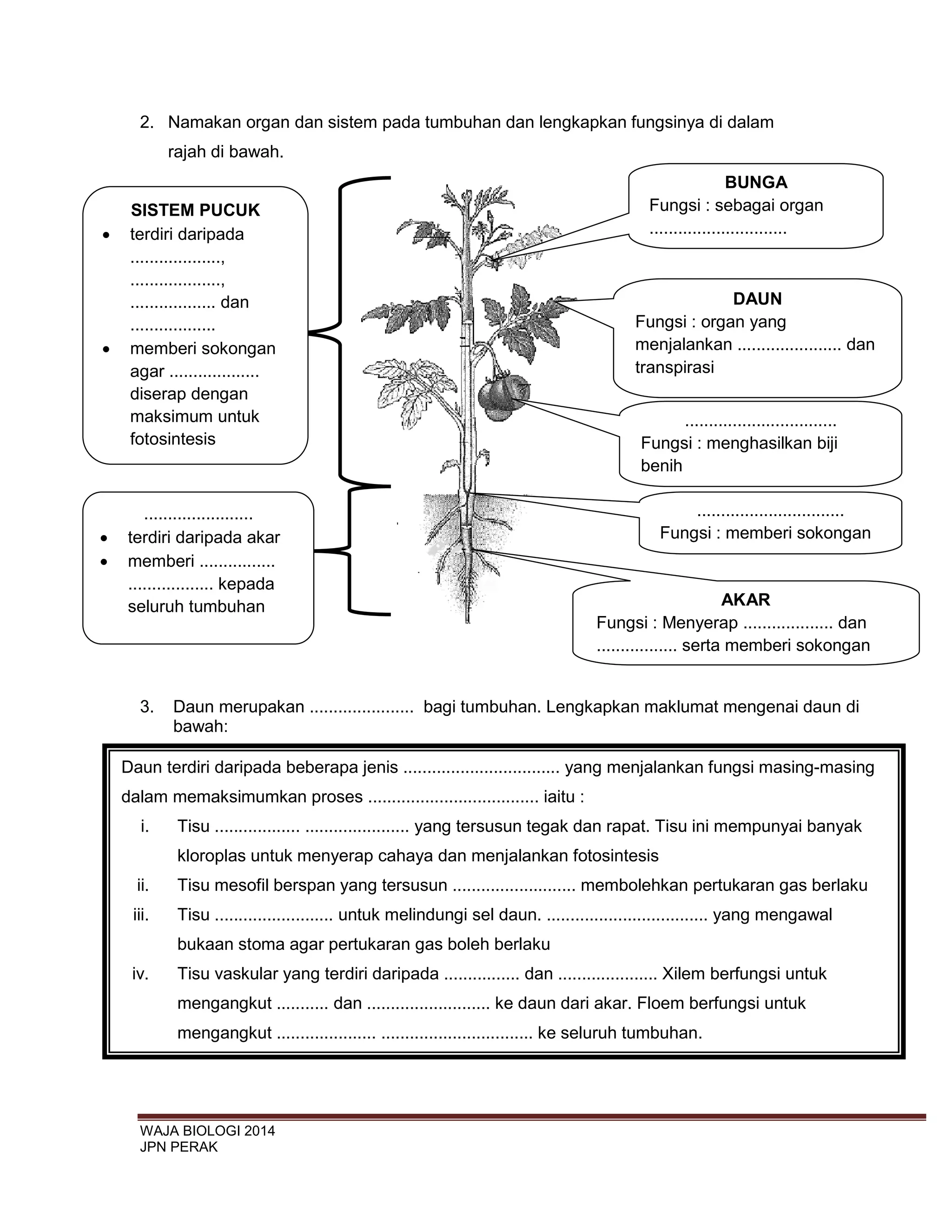 Latihan 2.7 organisasi sel dalam tumbuhan[14 15] | PDF