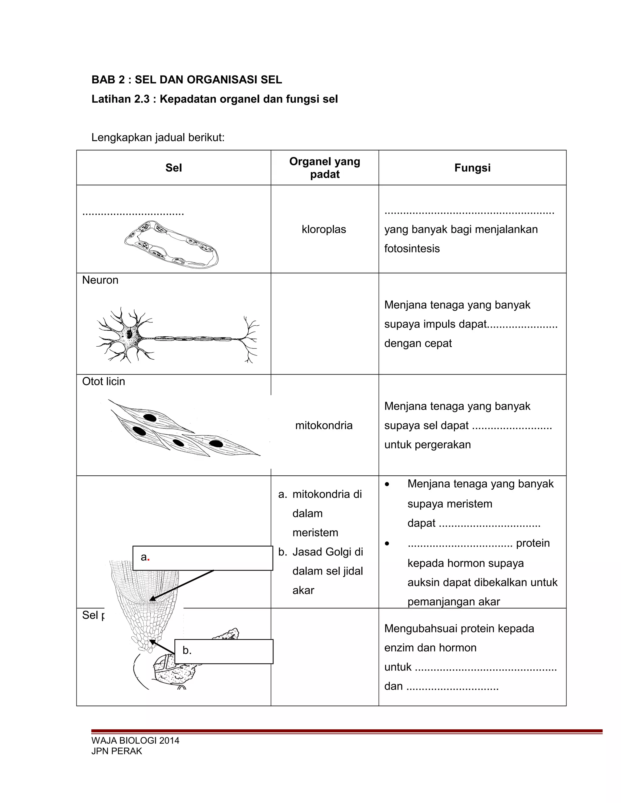 Latihan 2.3 kepadatan organel dan fungsi sel[4] | DOC
