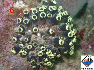 Latihan Identifikasi Benthos | PPTX