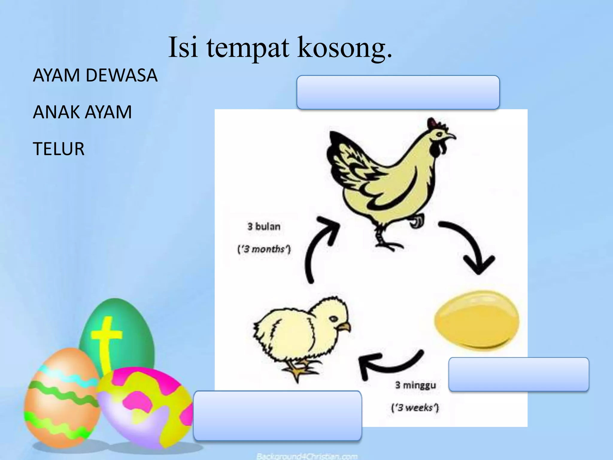Latihan kitaran hidup haiwan | PPTX