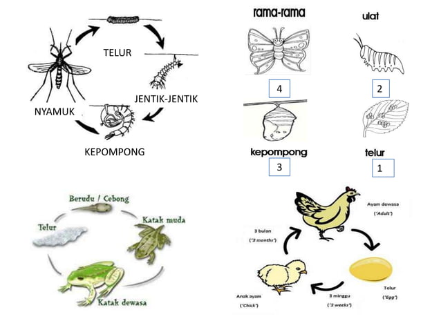 Latihan kitaran hidup haiwan | PPTX