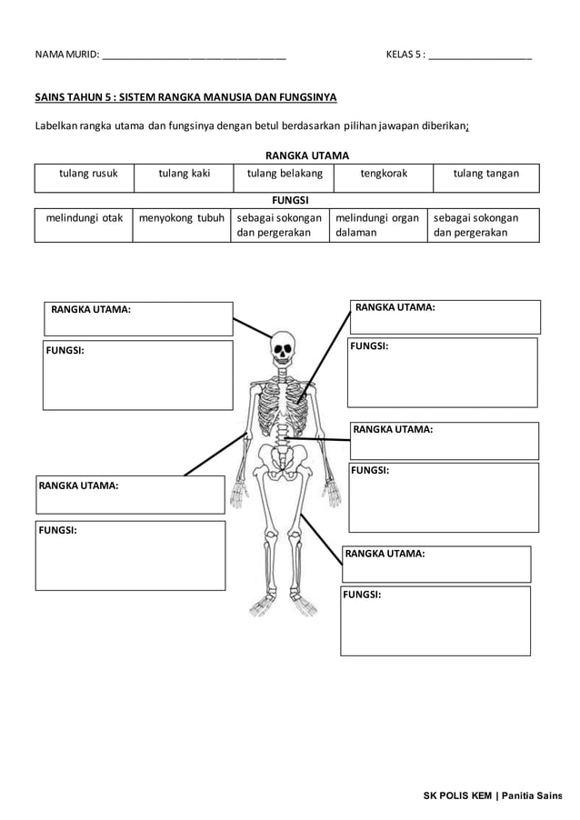 Latihan sistem rangka & sendi | DOCX