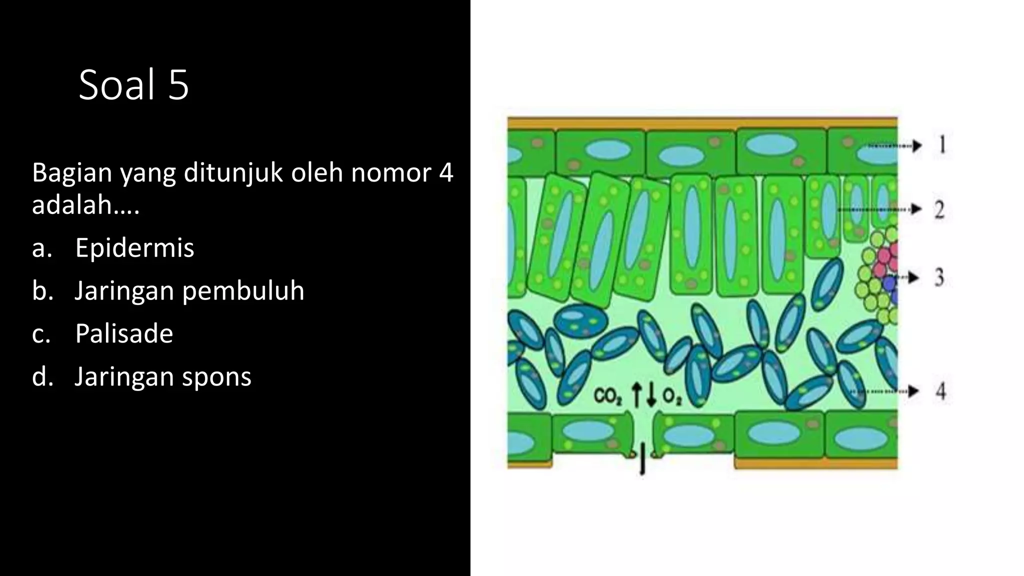 LATIHAN SOAL jaringan tumbuhan.pptx