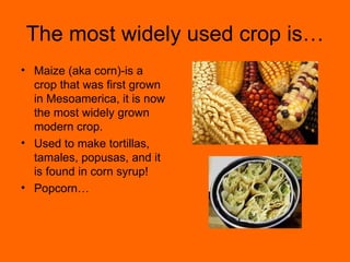 Latin american foods | PPT