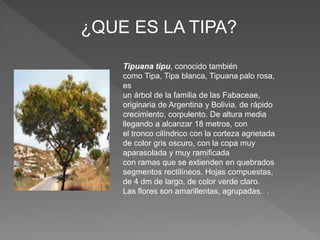 La tipa | PPTX