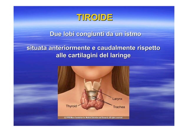 tiroide zarrilli | PPT