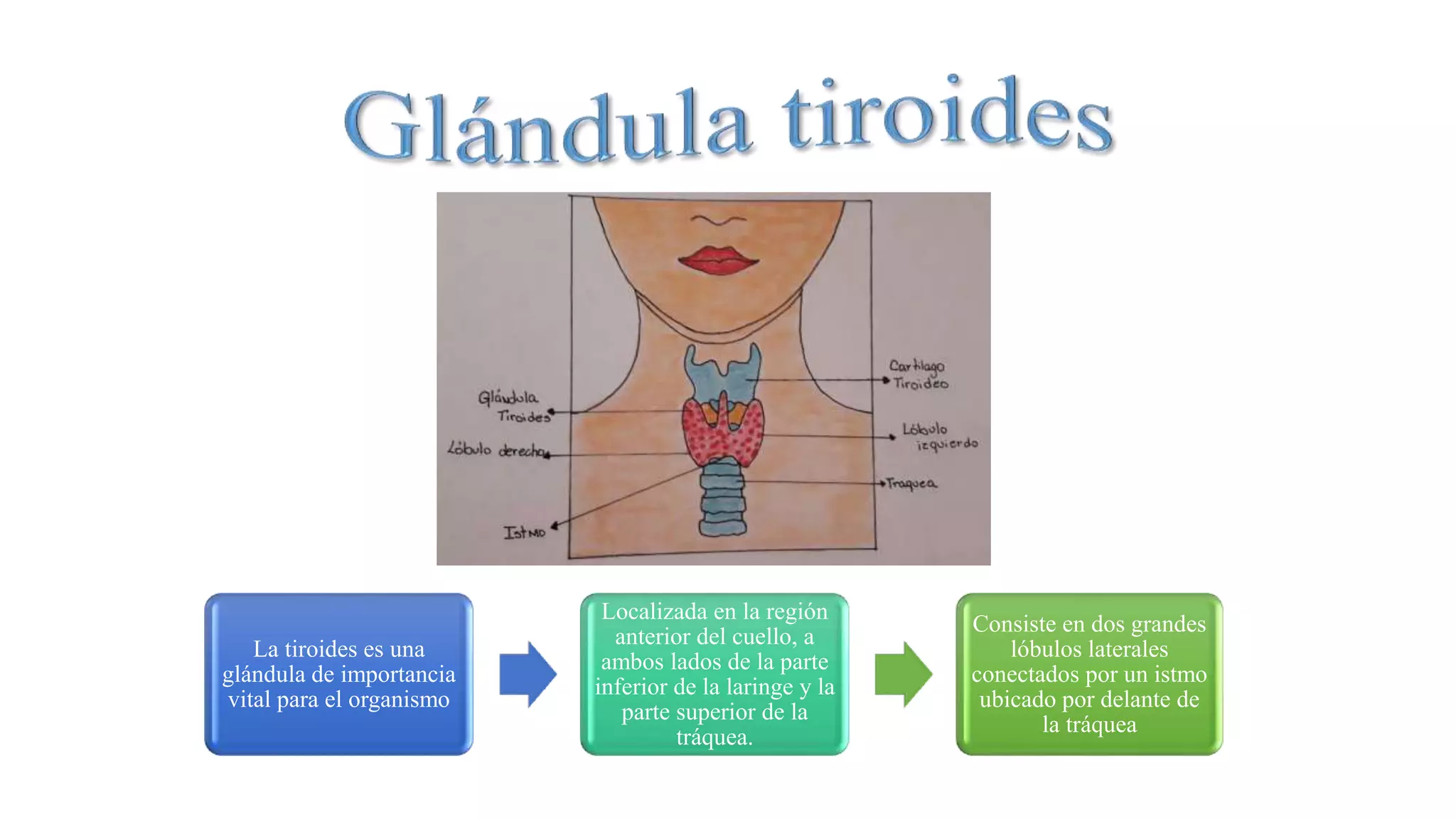 Glándula tiroides | PPTX