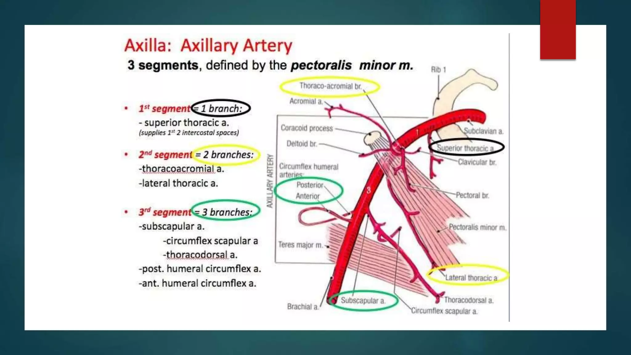 Latissimus Dorsi Flap Ppt