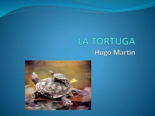 La tortuga | PPTX