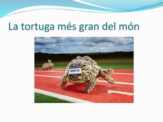 La tortuga | PPTX