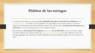 LAS TORTUGAS : CARACTERISTICAS Y REPRODUCCION | PPTX