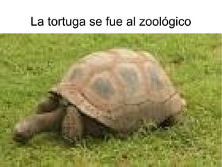 7B - La tortuga gigante | PPT