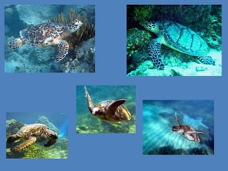 La tortuga marina 1 | PPT