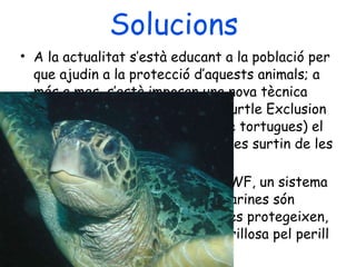 La tortuga marina 1 | PPT