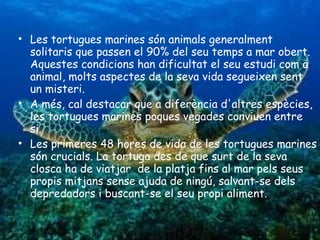 La tortuga marina 1 | PPT