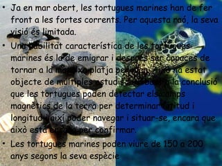 La tortuga marina 1 | PPT