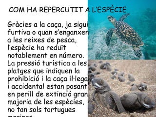 La tortuga marina 1 | PPT
