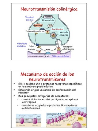 La transmision sinaptica | PDF