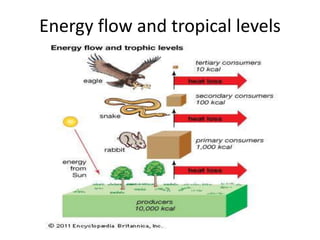 Trophic Structure of Ecosystems | PPTX