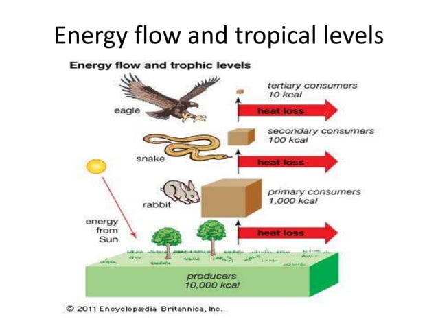 Trophic Structure of Ecosystems | PPTX | Science