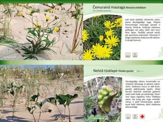 Latvijas kāpu augi un sēnes | PPTX