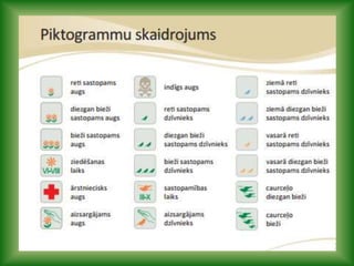 Latvijas kāpu augi un sēnes | PPTX