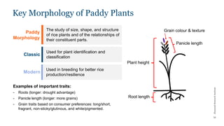 The Paddy and Rice Industry of Sabah and Sarawak: Status and Potential ...
