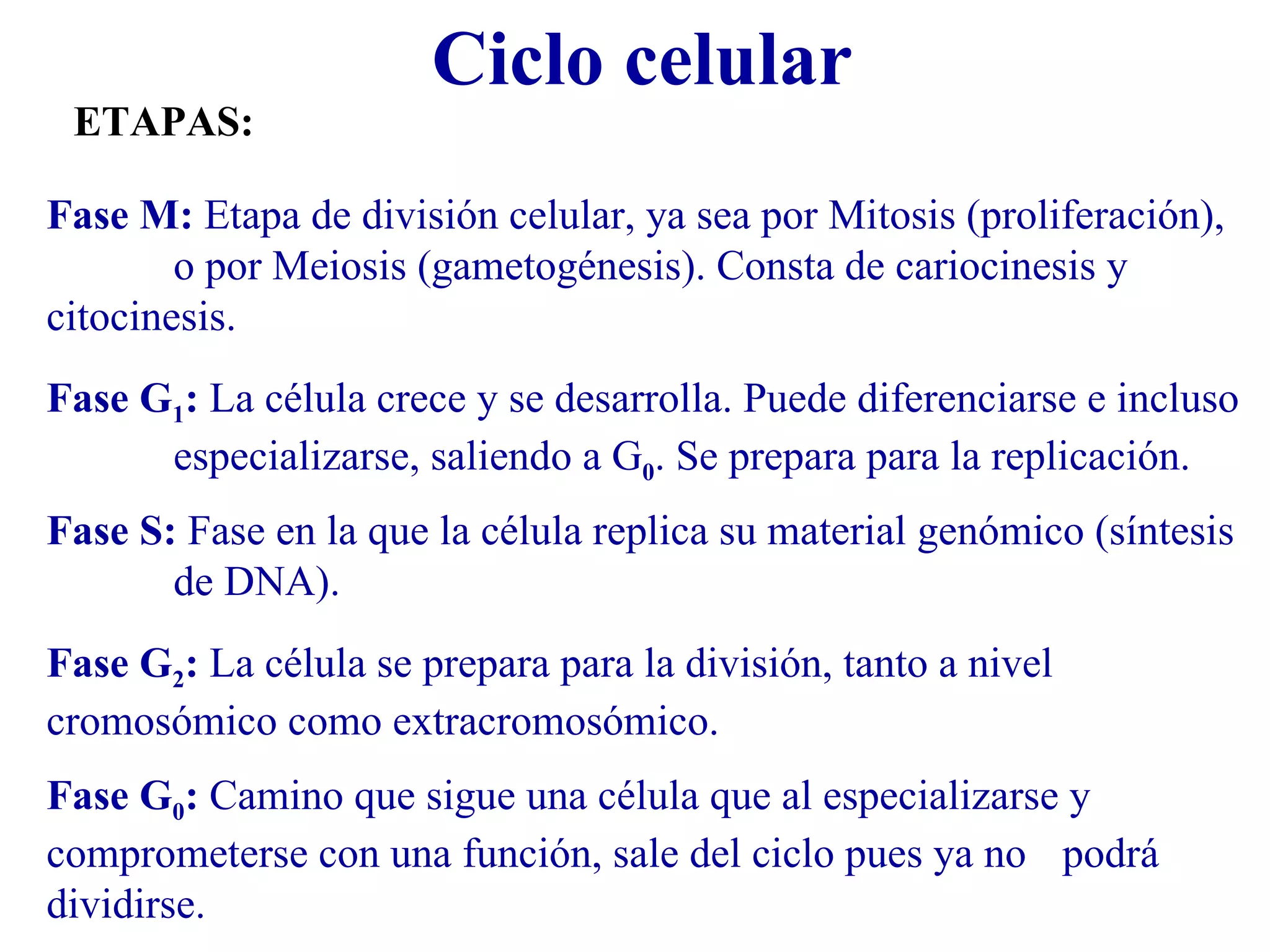 Ciclo Celular | PPT