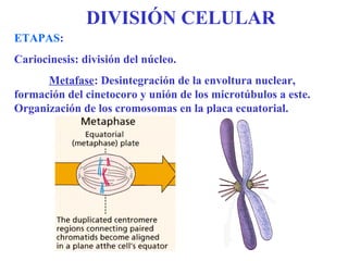 Ciclo Celular | PPT
