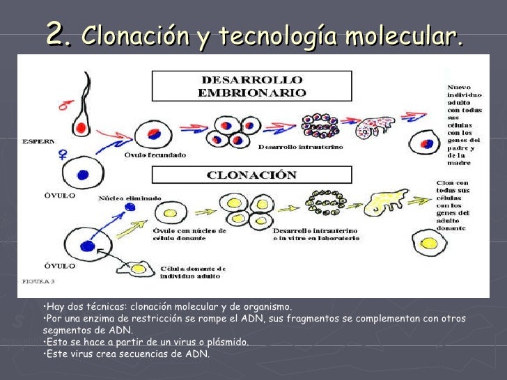 Reproducción Asistida y Clonacion por Laura Galdeano e Irene Esteban