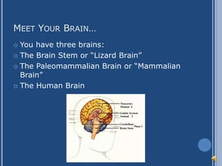 Laura Johnson How The Brain Has Developed | PPT