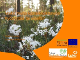 Voiko muita kosteikkokasveja hyödyntää tai viljellä? - Marika Laurila ...