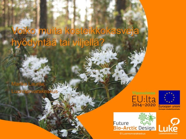 Voiko muita kosteikkokasveja hyödyntää tai viljellä? - Marika Laurila ...