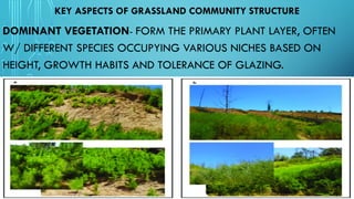 Grassland ecosystem, importance, problems | PPTX