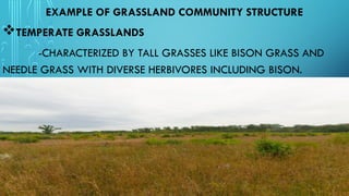 Grassland ecosystem, importance, problems | PPTX