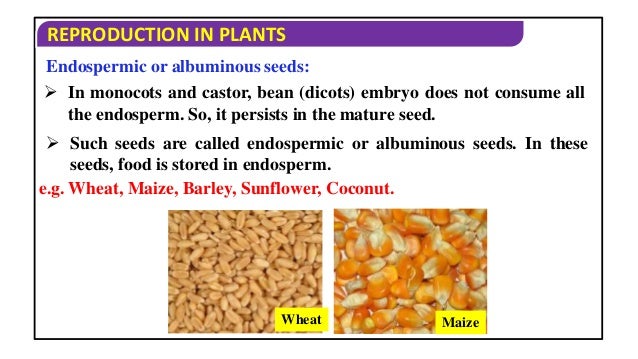 Sexual reproduction in flowering plants | PPT