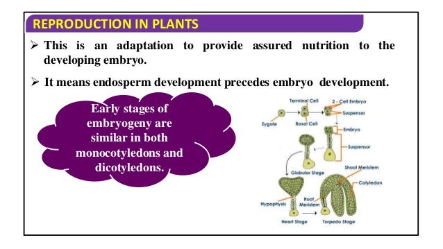 Sexual reproduction in flowering plants | PPT