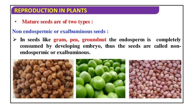 Sexual reproduction in flowering plants | PPT